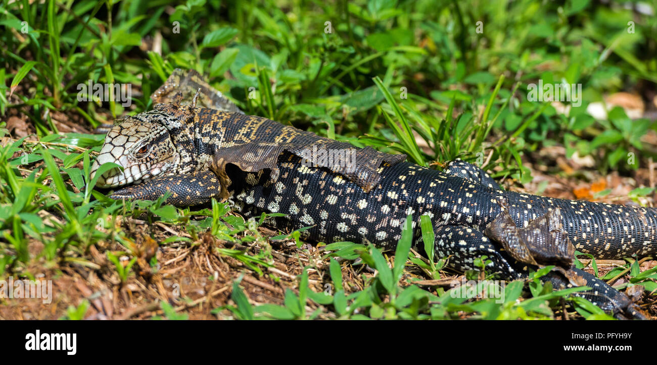 Lizard in the sun molting, Garganta del Diablo, Brazil, Argentina Stock ...
