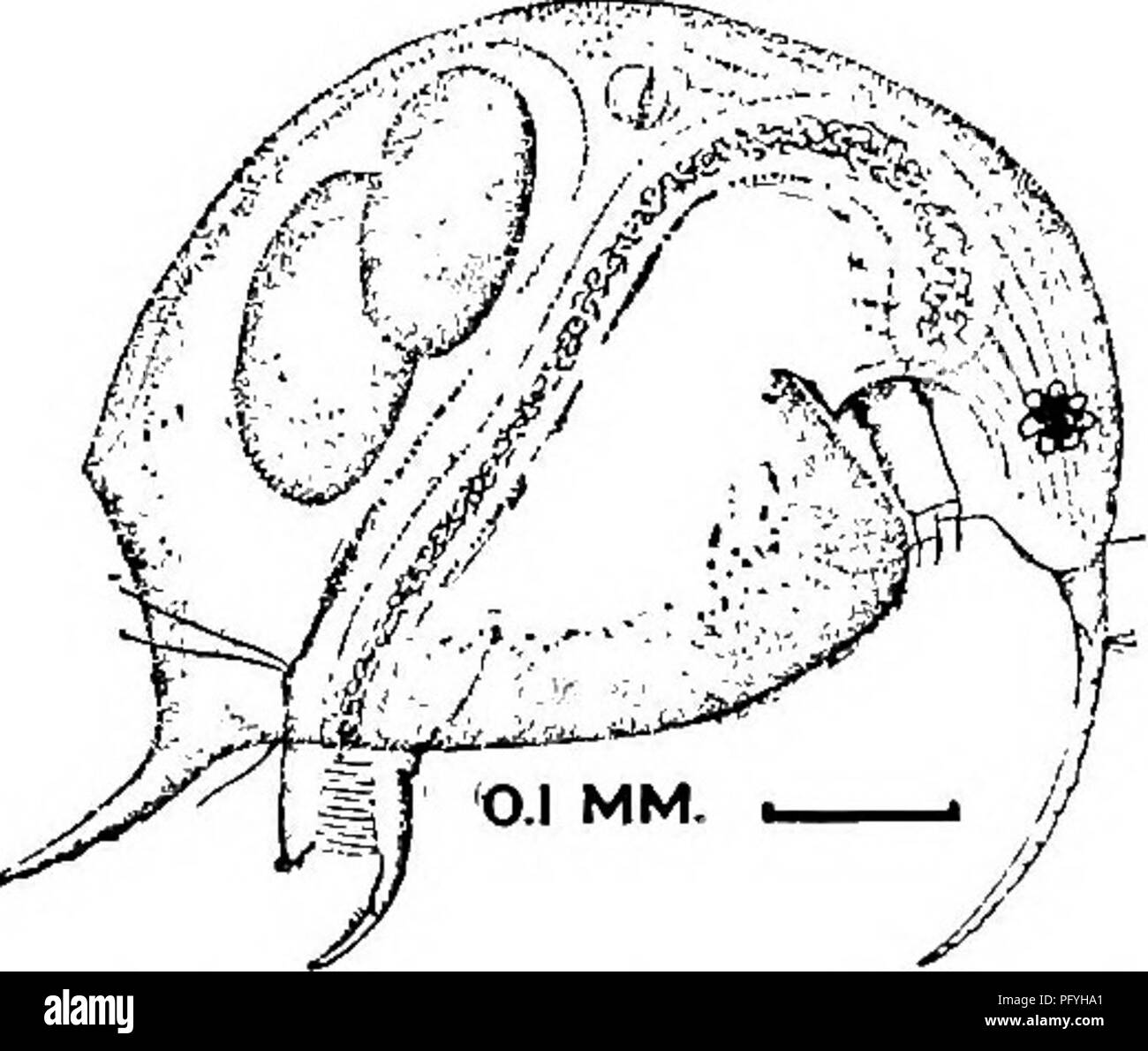 . Fresh-water biology. Freshwater biology. Figs. 1097, 1097, u. Bosmina ...