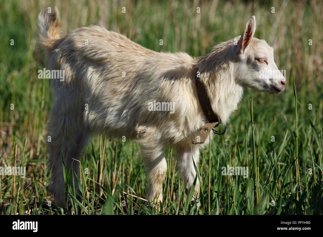 Domestic goat with kid hi-res stock photography and images - Alamy