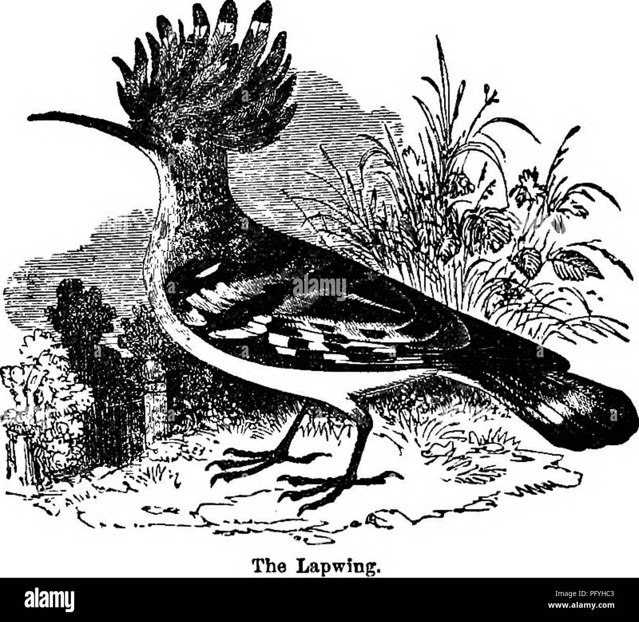 This 19th-century natural history illustration features a detailed ...