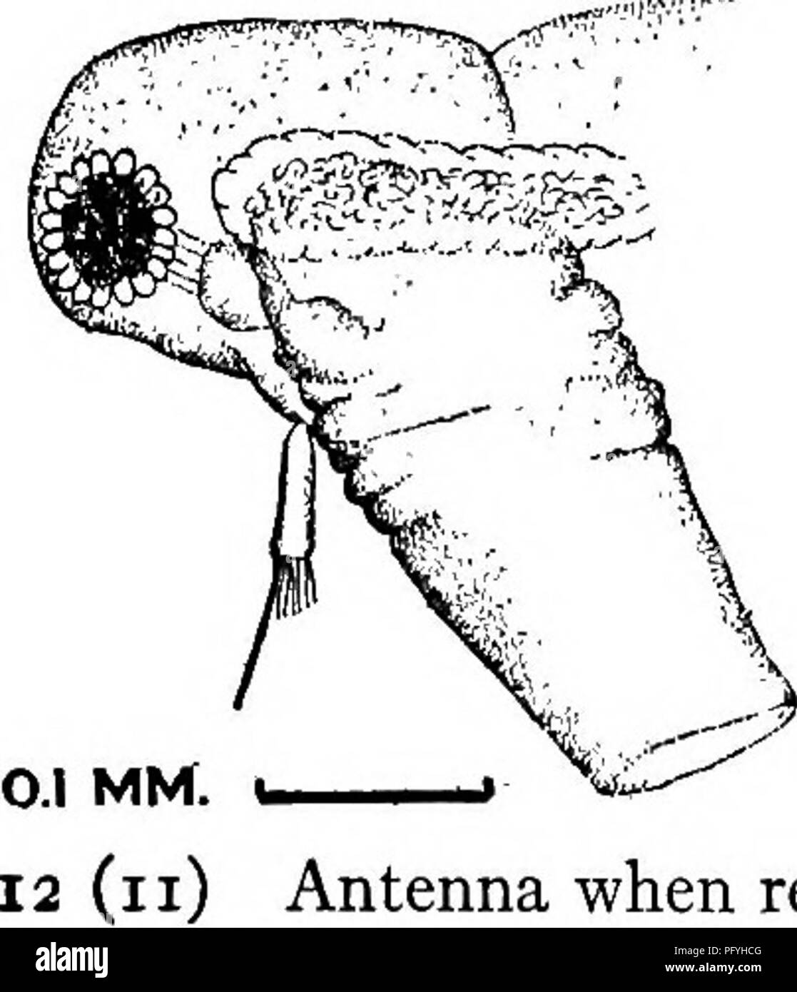 . Fresh-water biology. Freshwater biology. THE WATER FLEAS (CLADOCERA ...