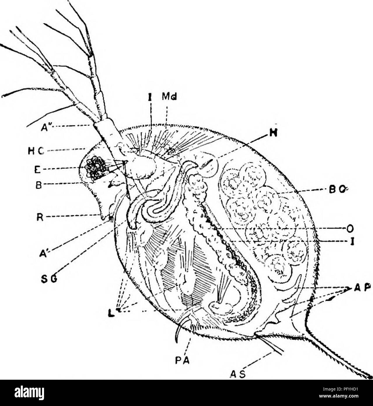 Water Fleas Diagram