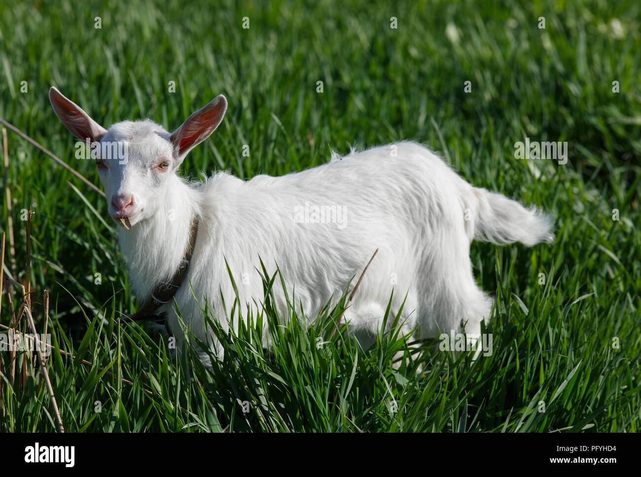 Little goat hi-res stock photography and images - Alamy