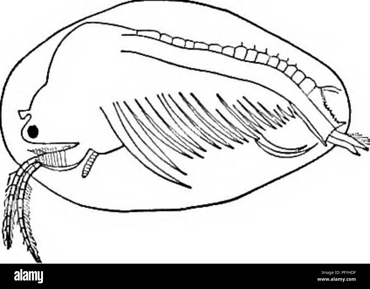 This study of freshwater biology examines crustacean species like ...