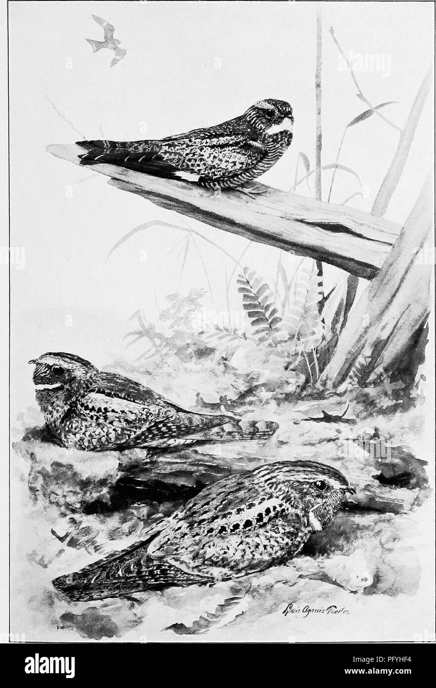 Whippoorwill hi-res stock photography and images - Alamy