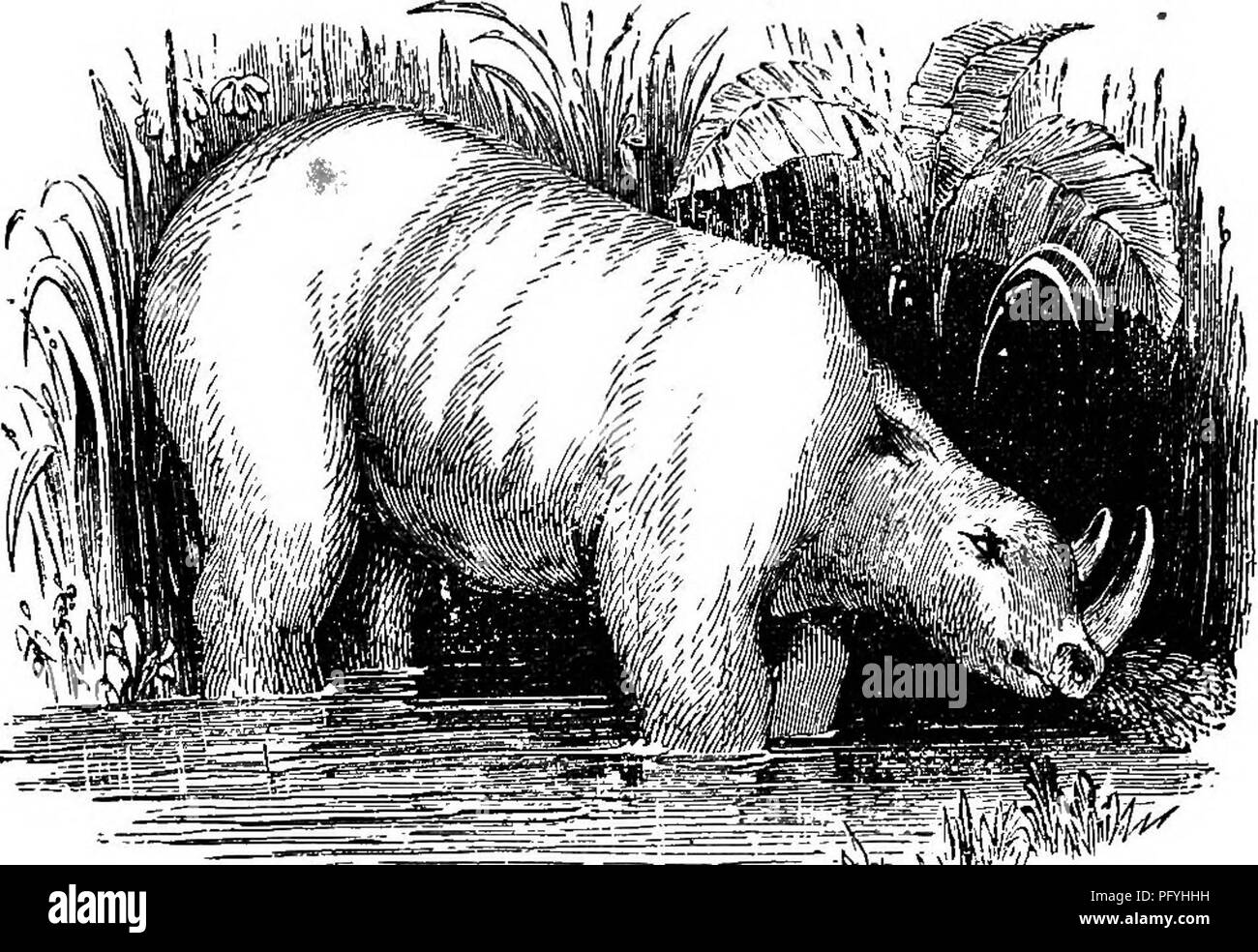 This illustrated natural history provides detailed descriptions of ...