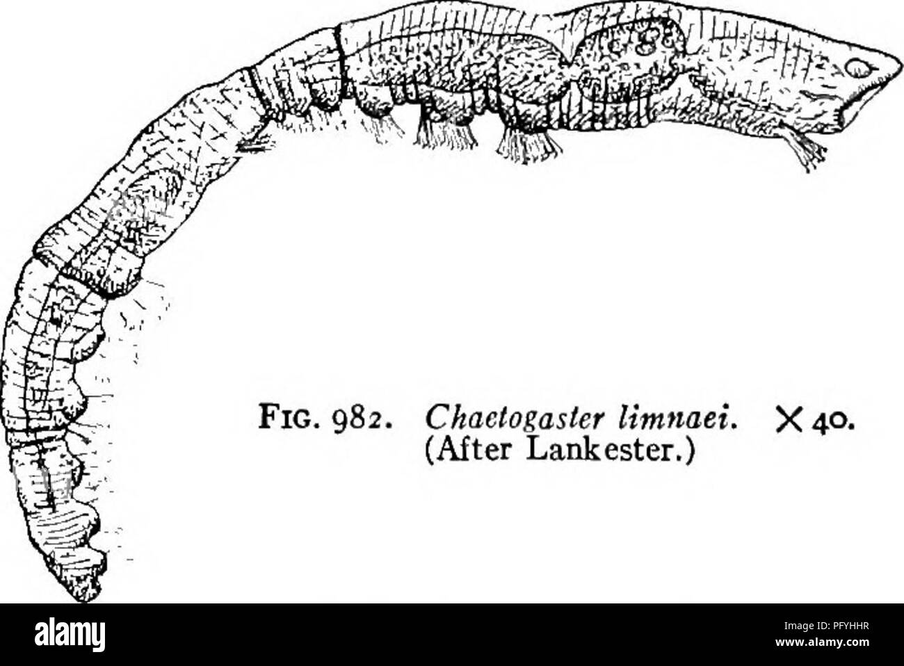 Naididae Black and White Stock Photos & Images - Alamy