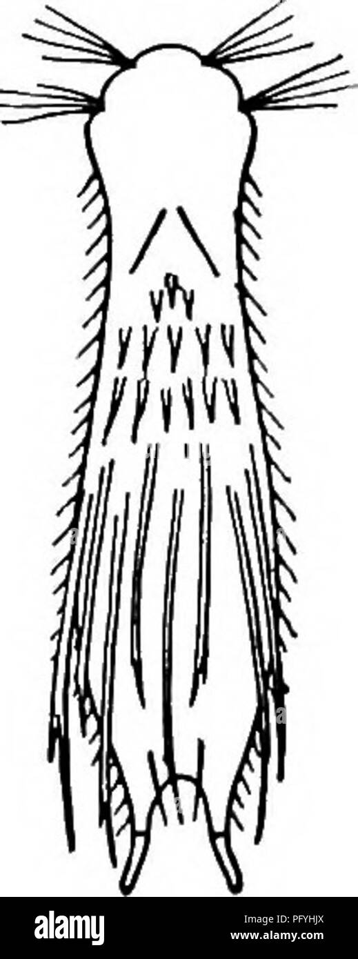 Two transverse rows Cut Out Stock Images & Pictures - Alamy