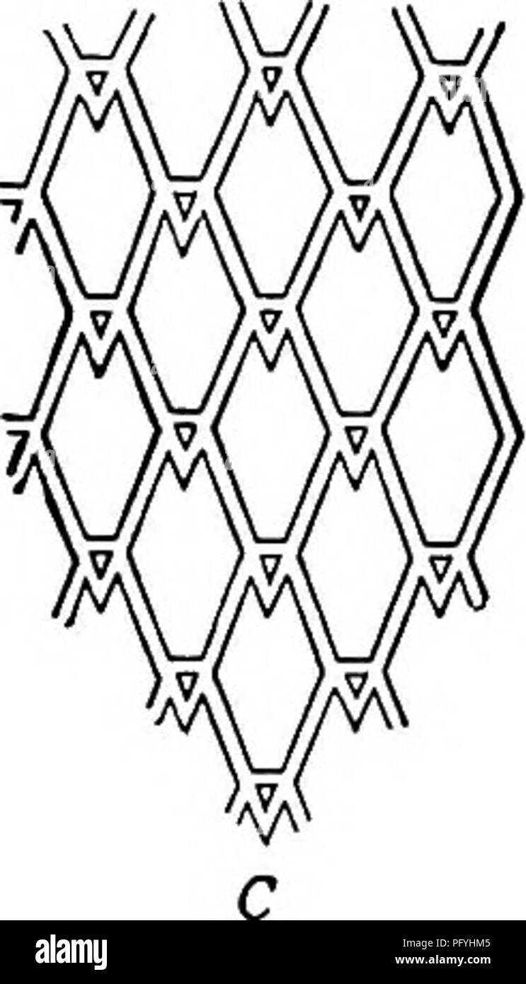 This section presents *Lepidoderma rhomboides*, a freshwater organism ...