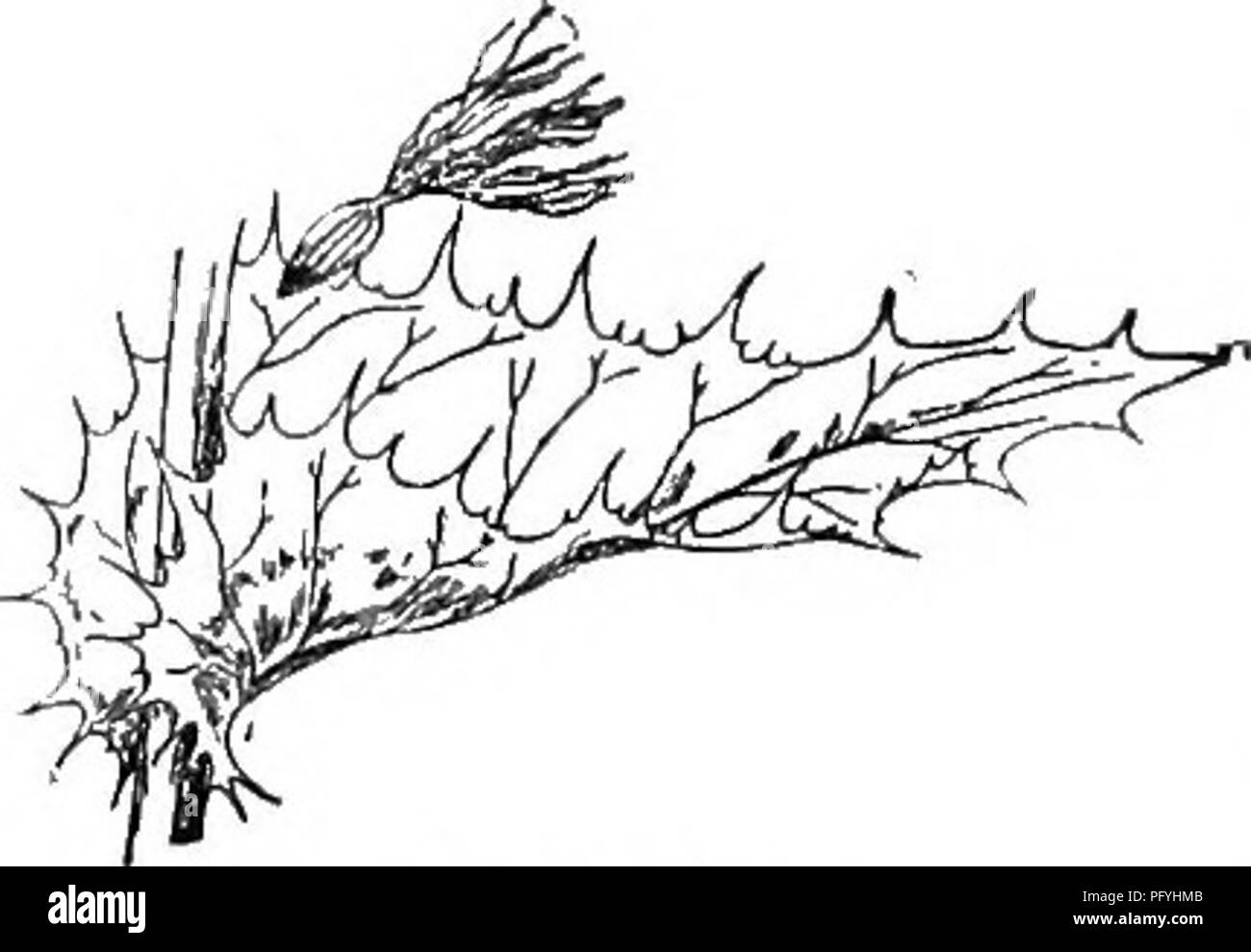 Clasping leaved Black and White Stock Photos & Images - Alamy