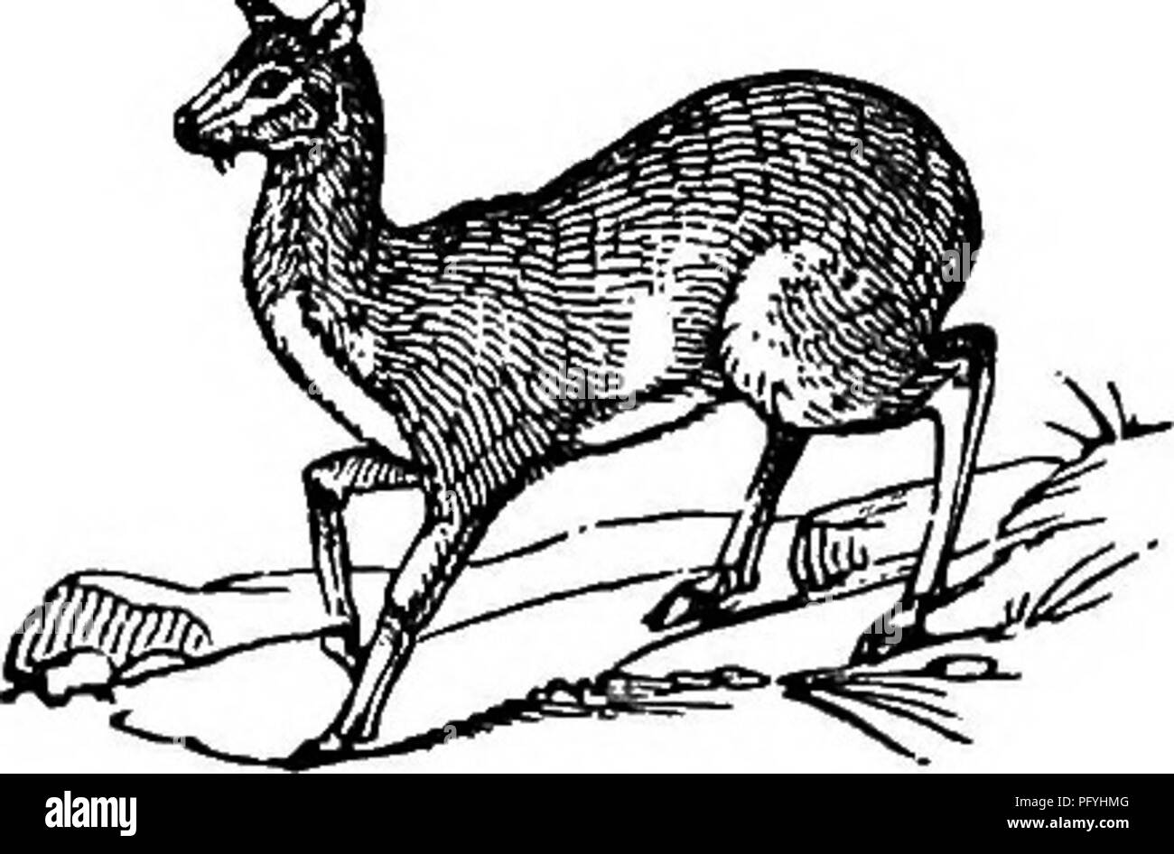 Goat behavior Cut Out Stock Images & Pictures - Alamy