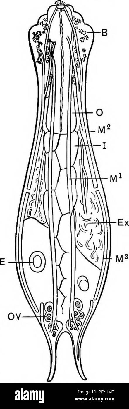Gastrotricha hi-res stock photography and images - Alamy