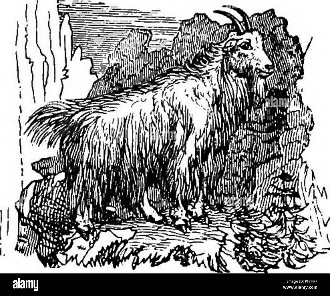 This book offers descriptions and sketches of various animals, birds ...