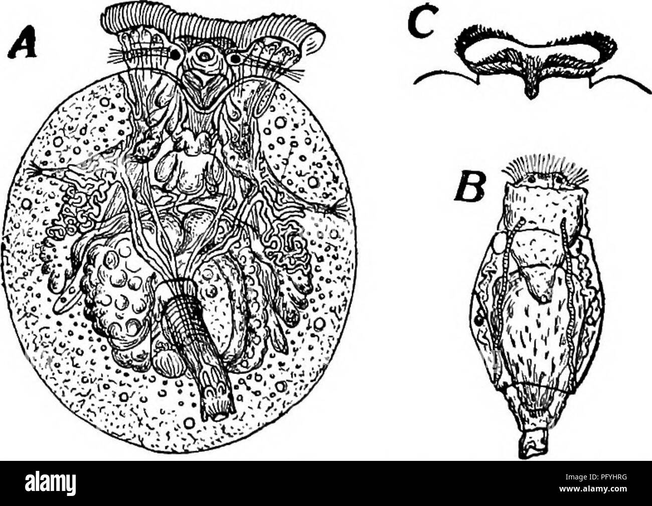 Pompholyx complanata hi-res stock photography and images - Alamy