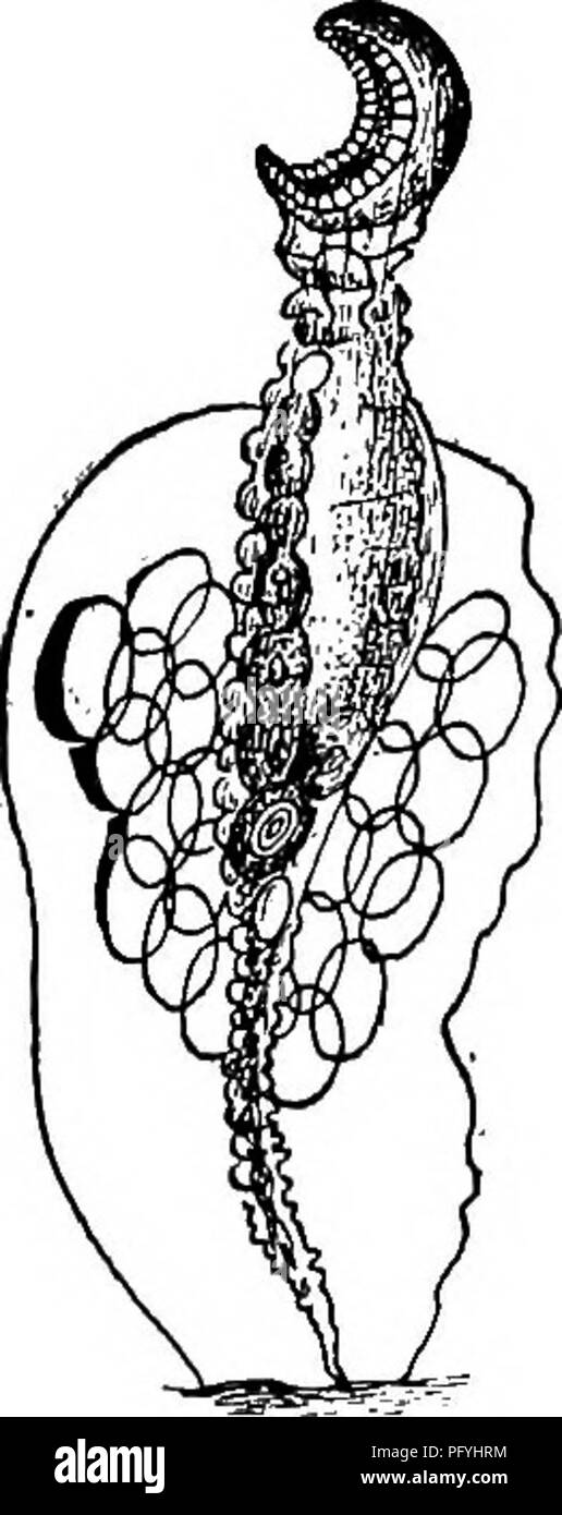 Pompholyx hi-res stock photography and images - Alamy