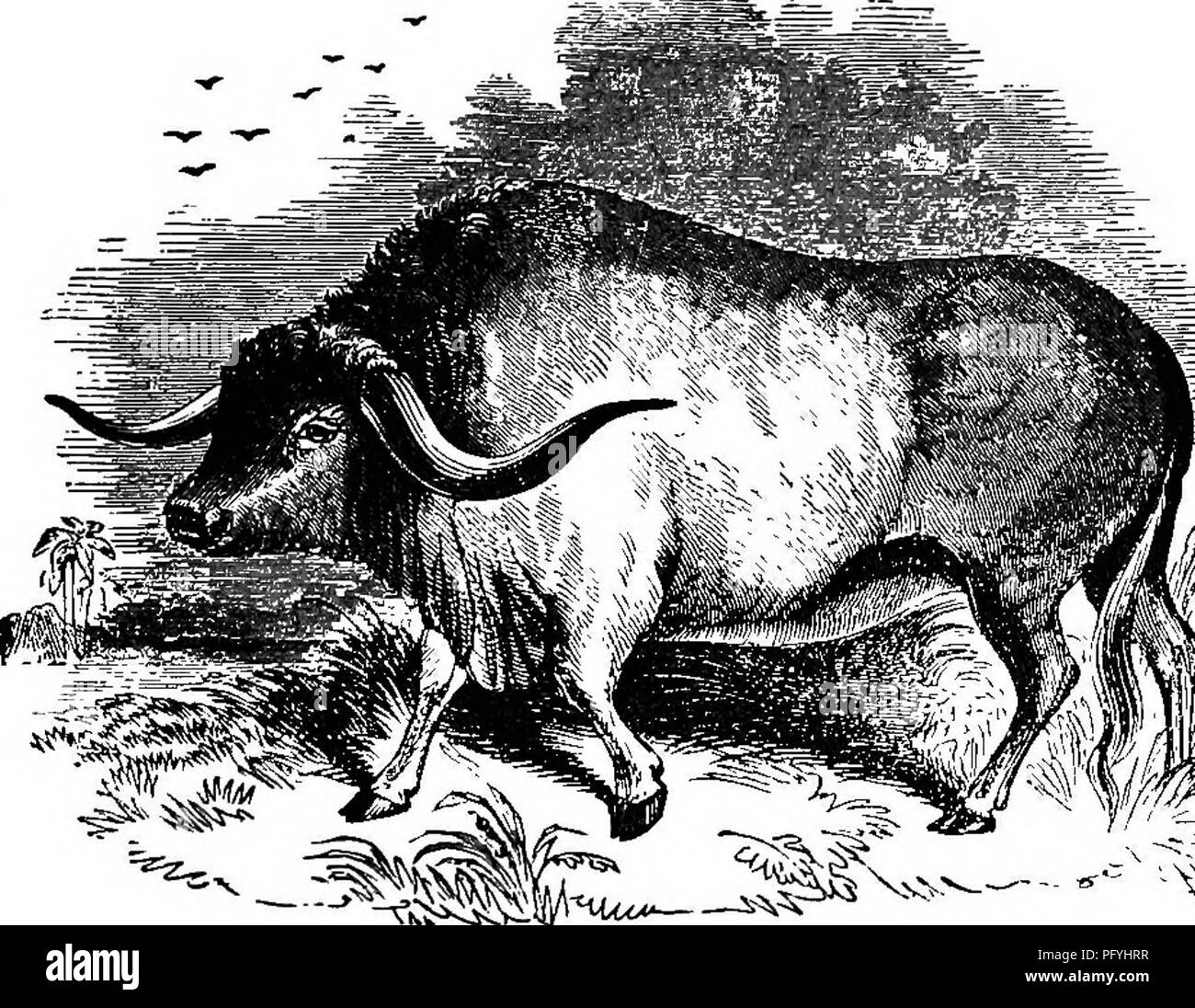 Nine different animals Black and White Stock Photos & Images - Alamy