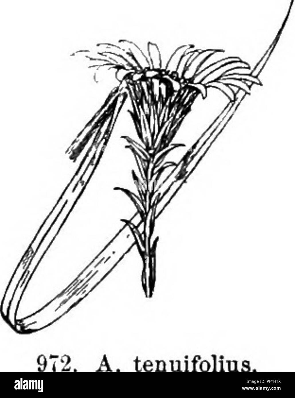 Paleae hi-res stock photography and images - Alamy