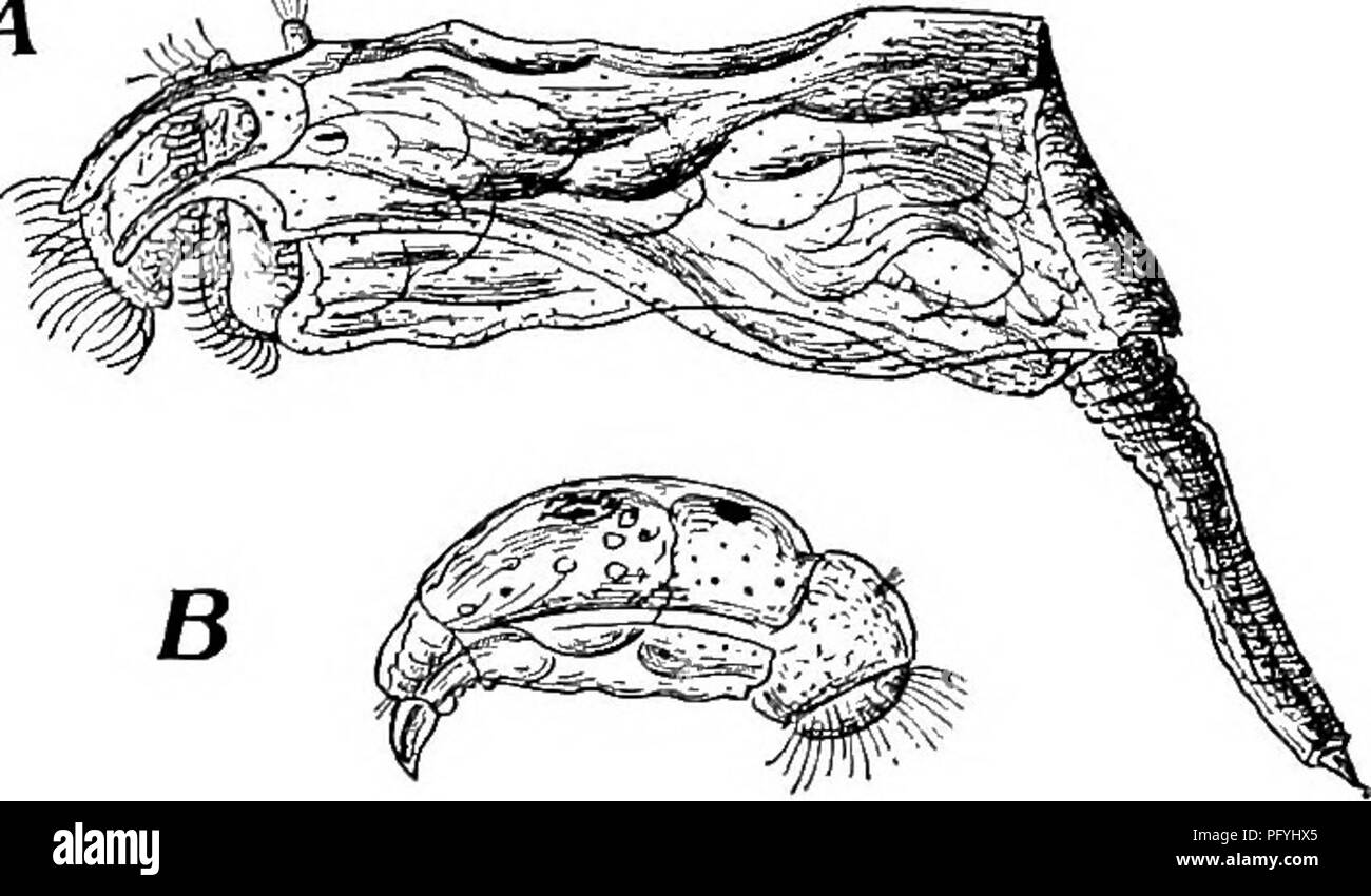 Illustrations of various species of the genus Brachionus, including ...