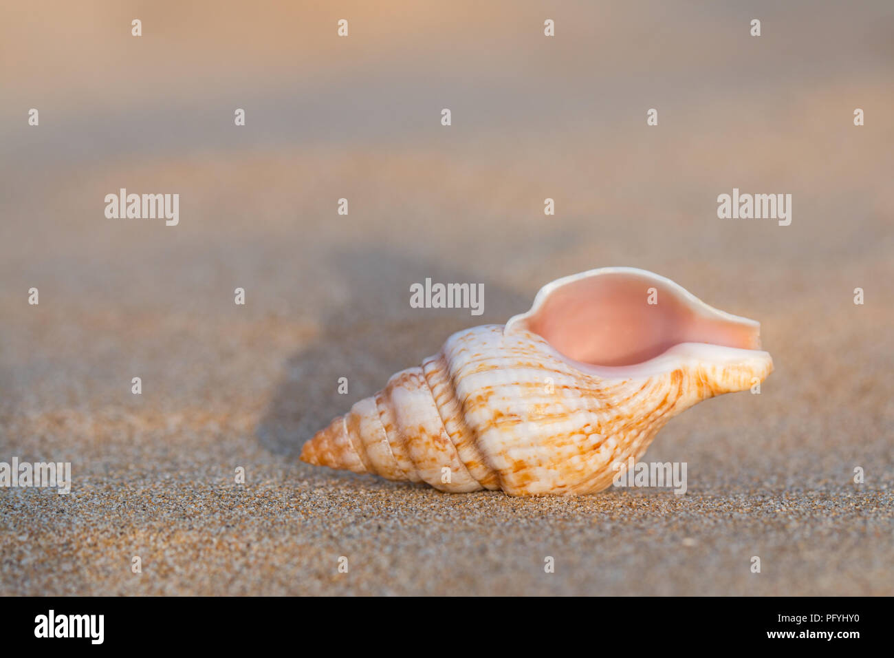Seashell on the sand Stock Photo - Alamy