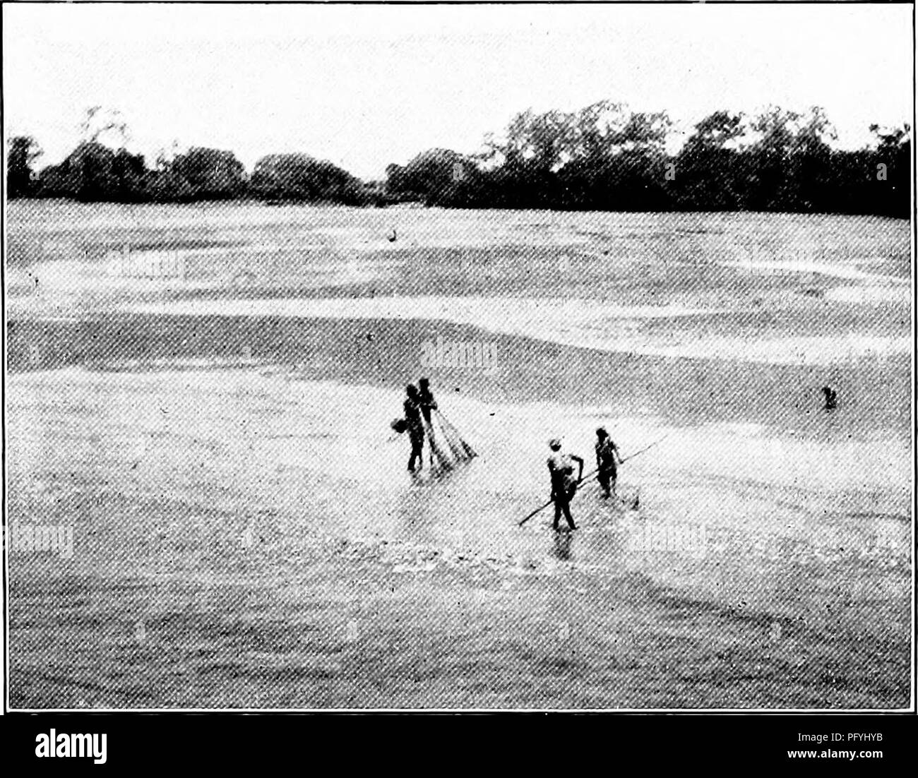 Snatching insects Black and White Stock Photos & Images - Alamy