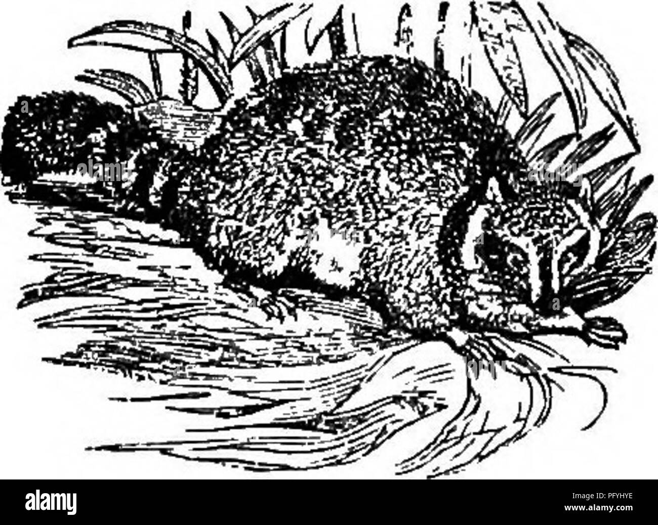 Thick tapering tail hi-res stock photography and images - Alamy