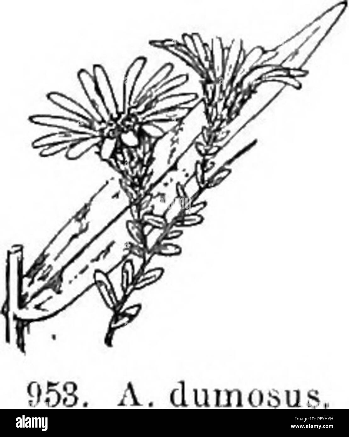 This plant illustration from Gray's manual shows Aster multiflorus, a ...