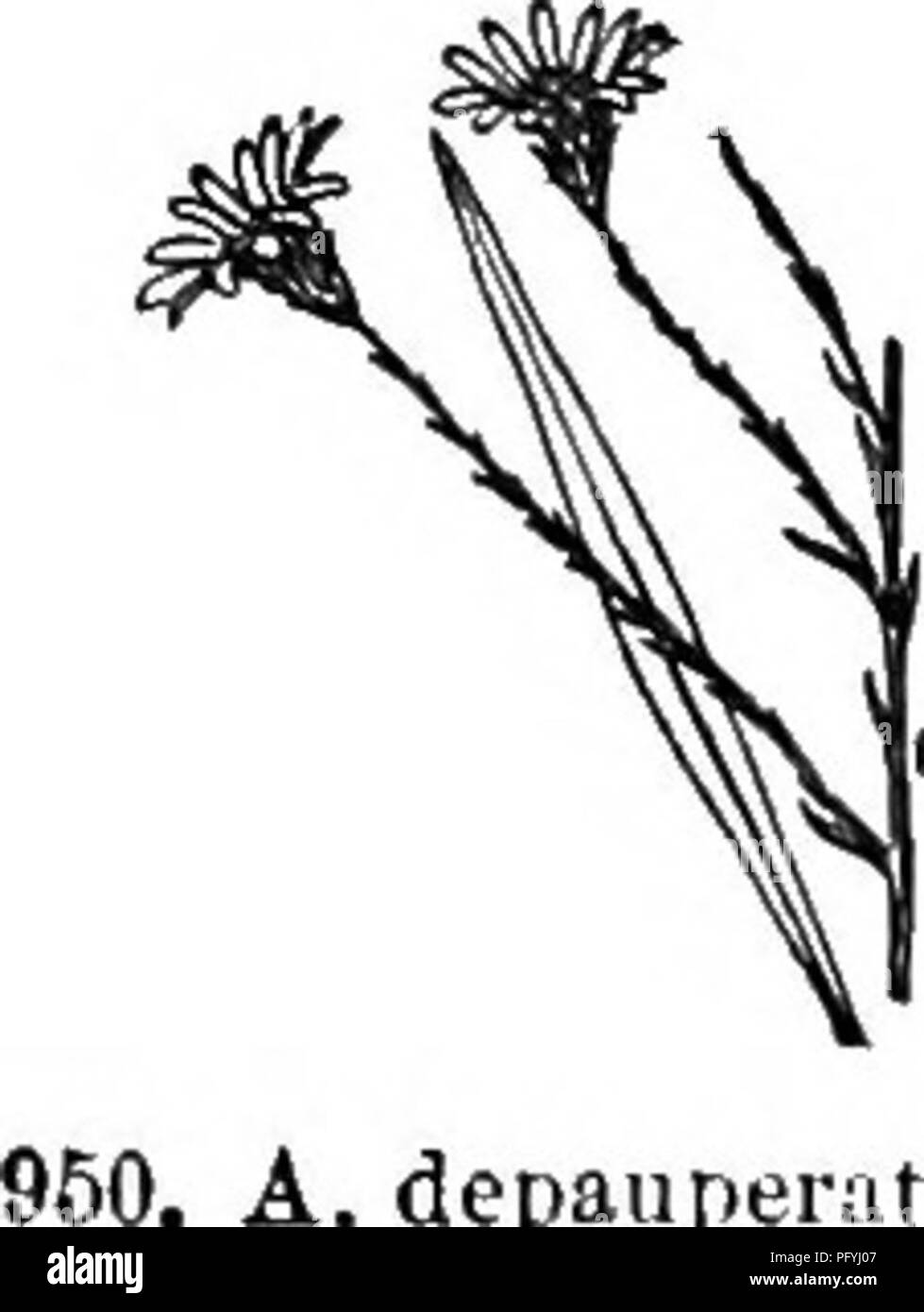 . Gray's new manual of botany. A handbook of the flowering plants and ...