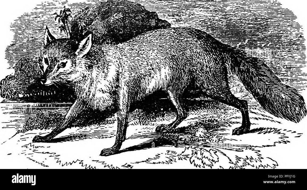 This illustrated work provides detailed descriptions of various species ...