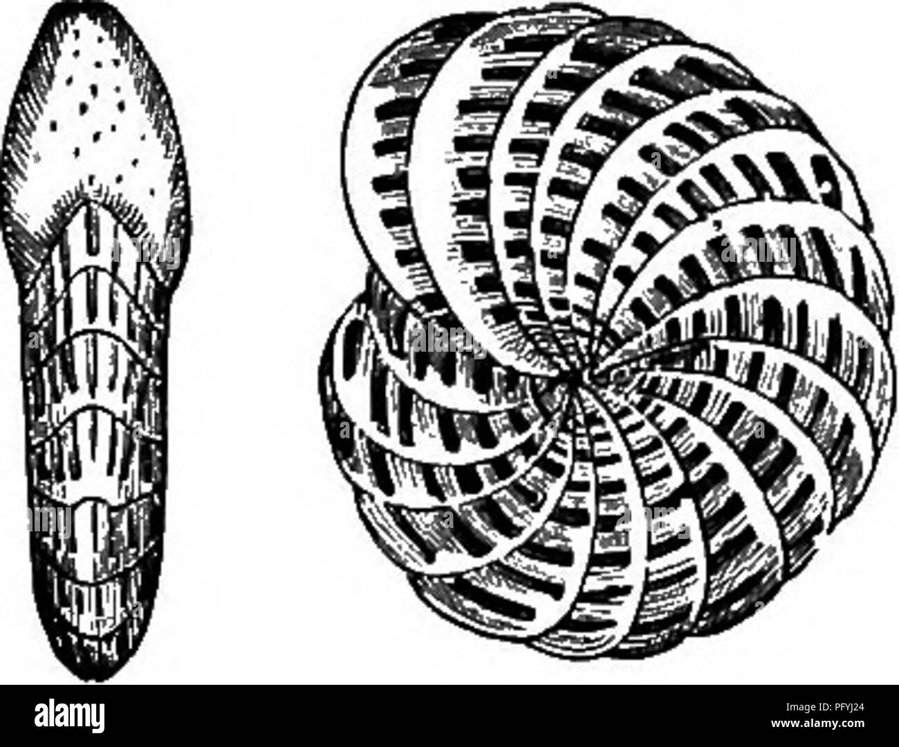 Microscopic sea creatures hi-res stock photography and images - Alamy