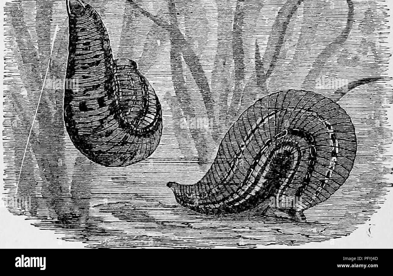 Worm earthworm anatomy hi-res stock photography and images - Alamy
