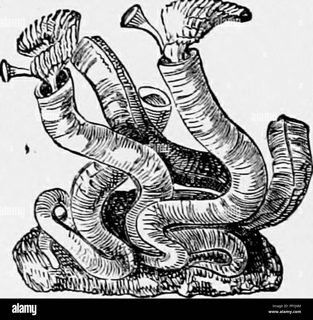 Annuli hi-res stock photography and images - Alamy