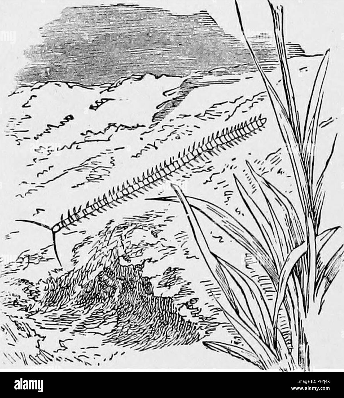This natural history work introduces Myriapoda (centipedes and ...