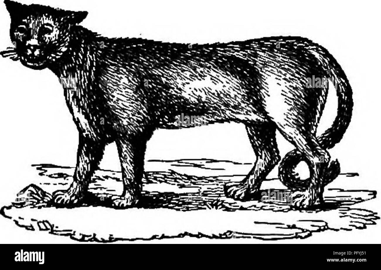 Elephant claws hi-res stock photography and images - Alamy