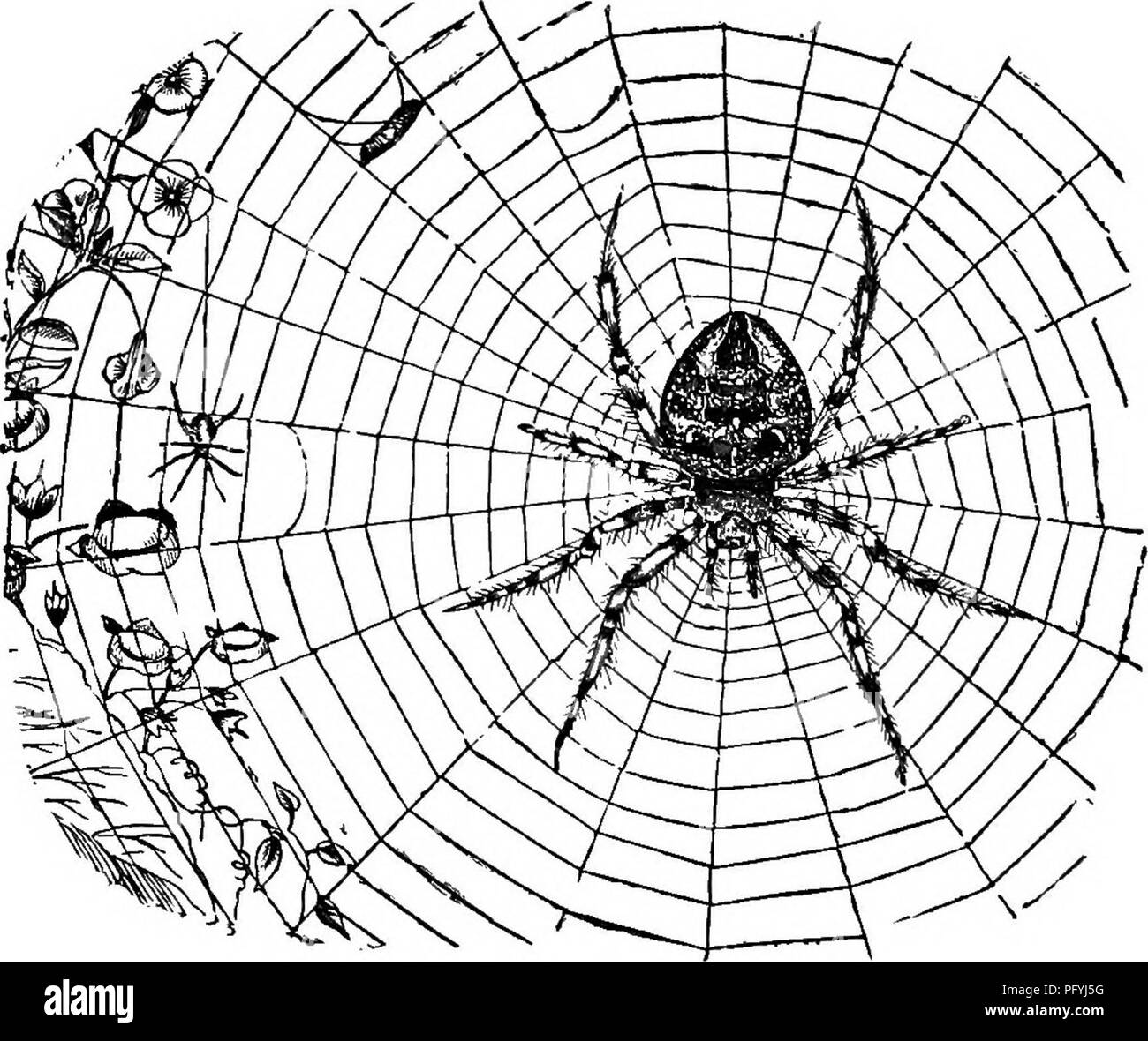 This image from *The Popular Natural History* focuses on the Garden ...