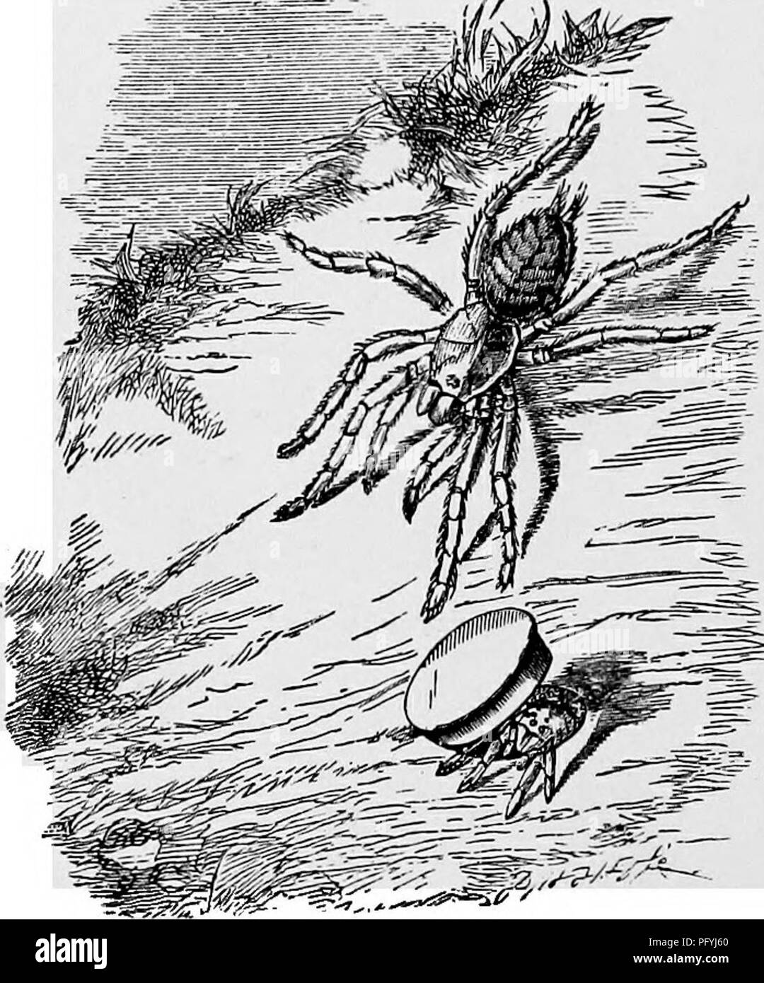 This section of 'The Popular Natural History' features the Trap-Door ...