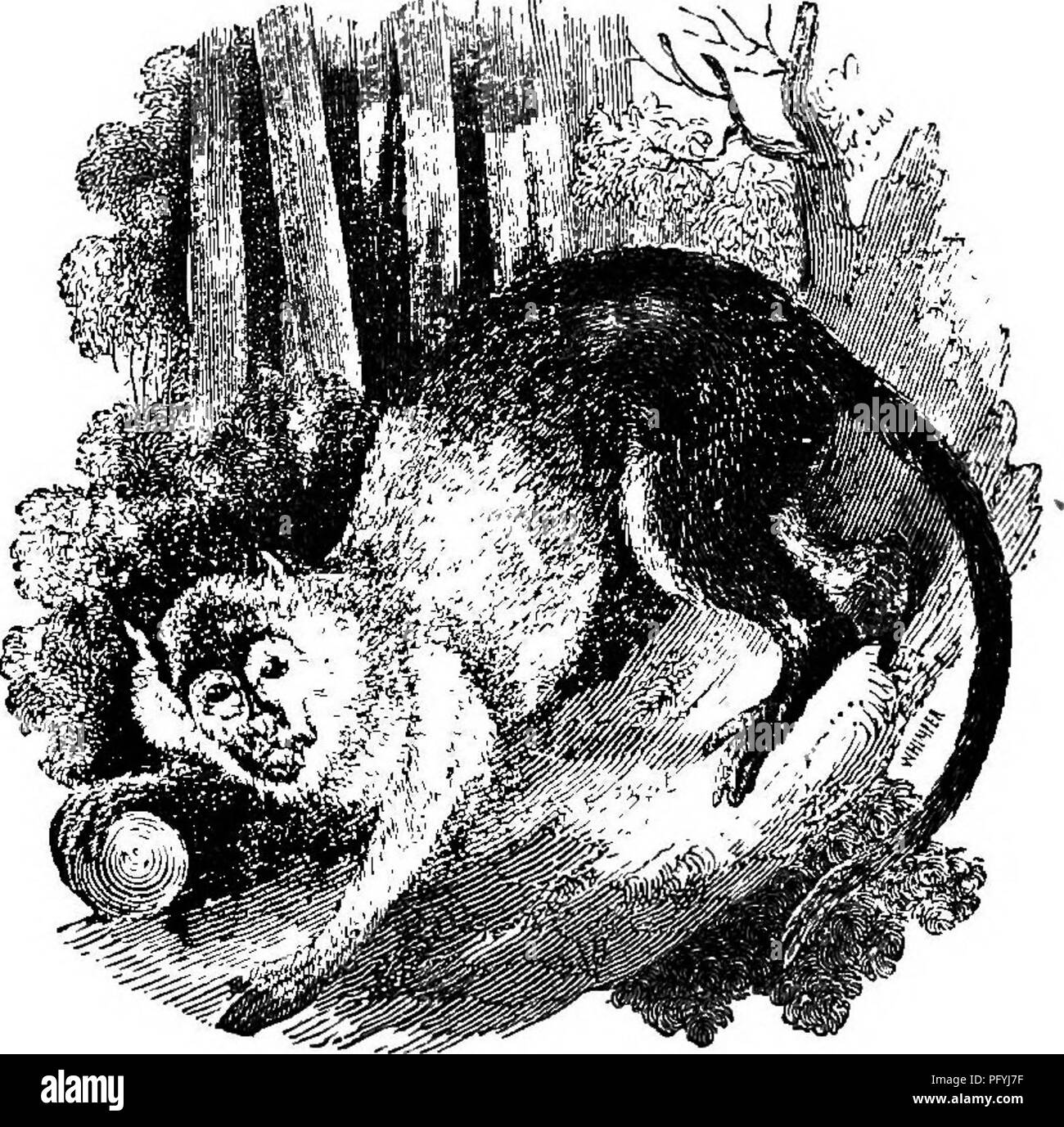 This illustrated guide presents various animals, including the Ursine ...