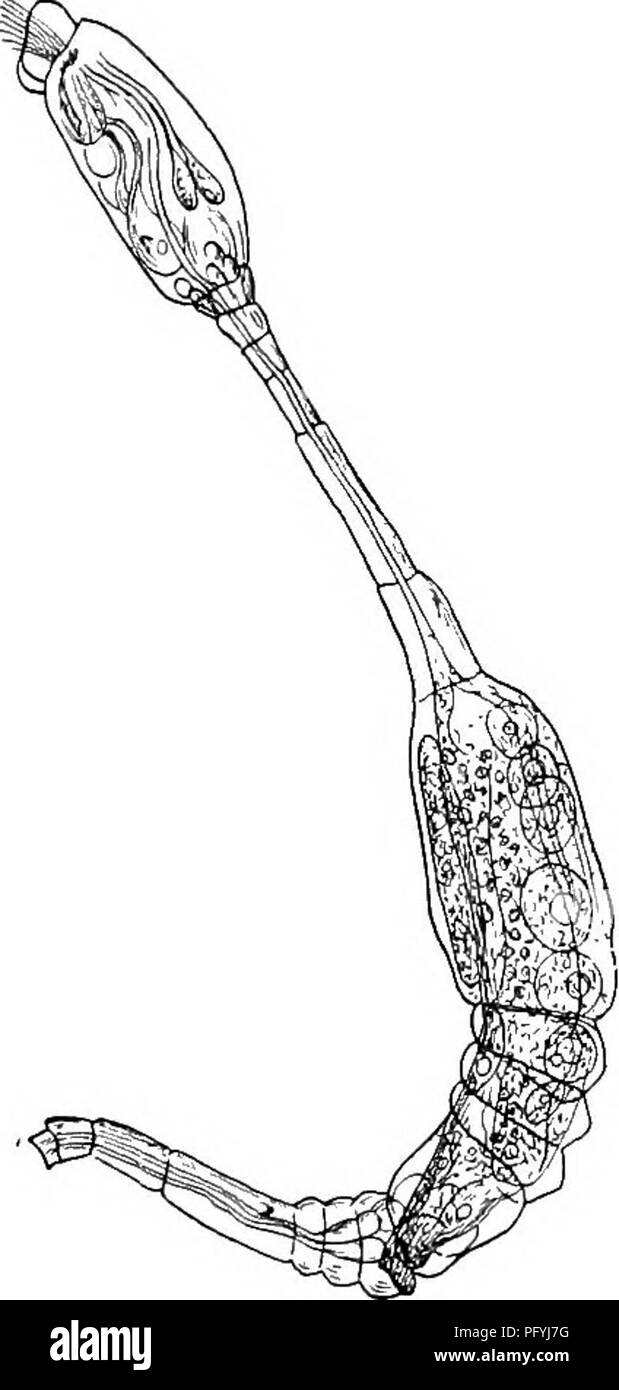 Freshwater Rotifers