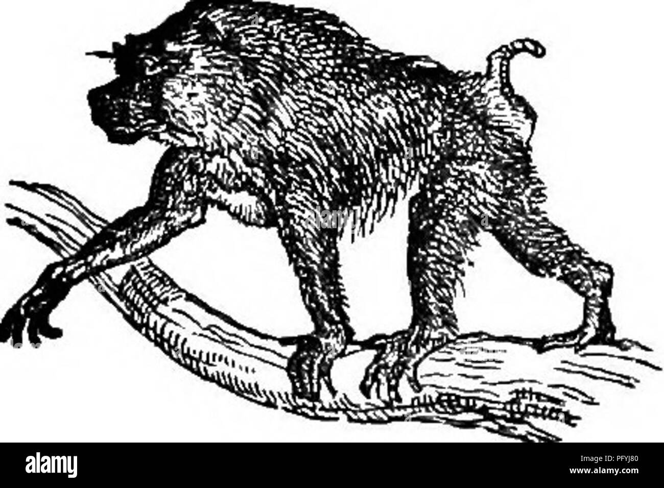 This illustration from the *Illustrated Natural History* offers a ...