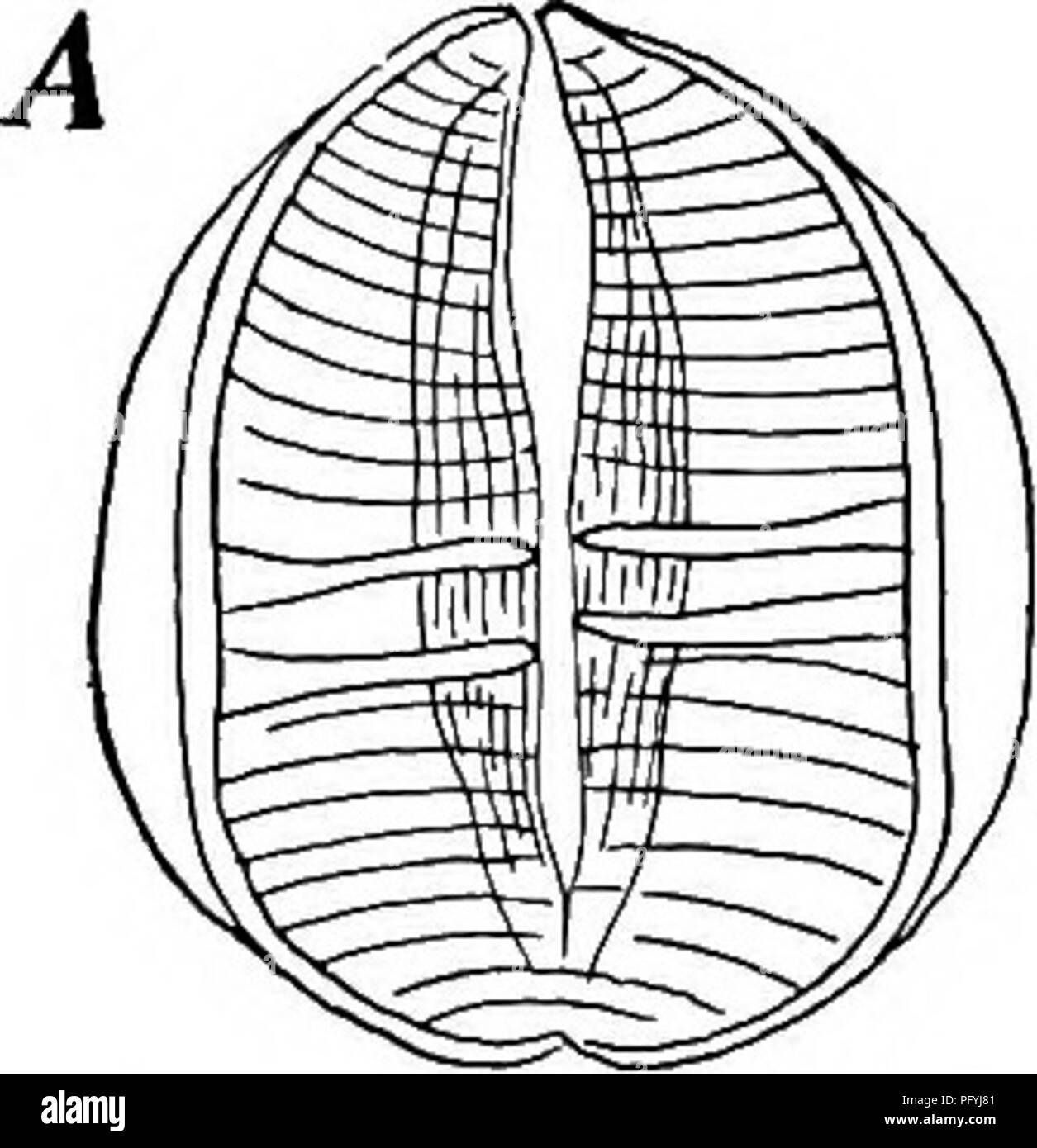 Differentiate species Black and White Stock Photos & Images - Alamy