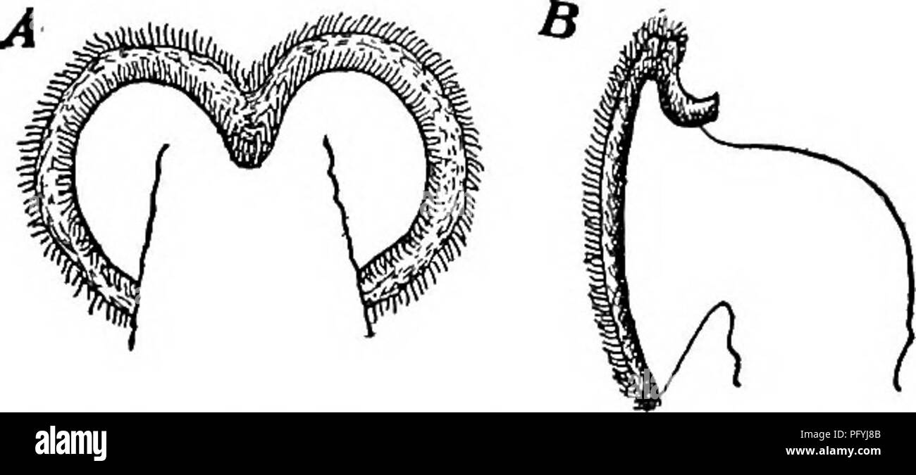 Rotifers Rotatoria High Resolution Stock Photography and Images - Alamy