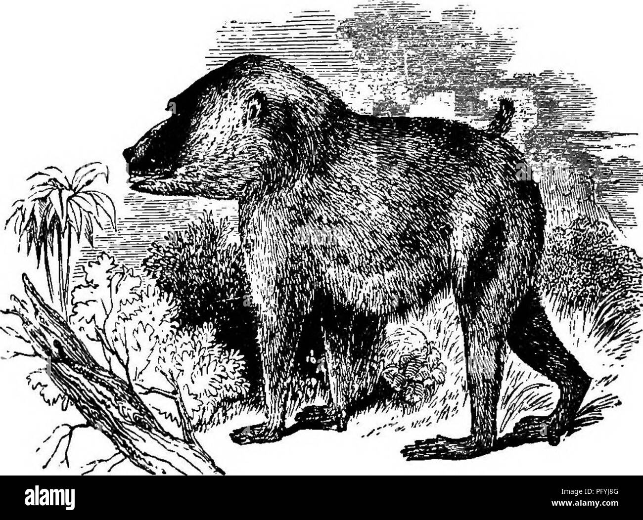 This illustrated natural history provides detailed descriptions of ...