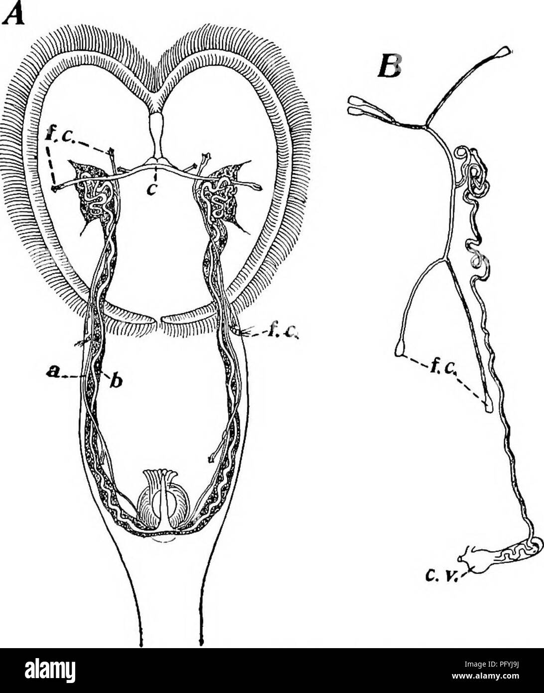 . Fresh-water biology. Freshwater biology. THE WHEEL ANIMALCULES ...