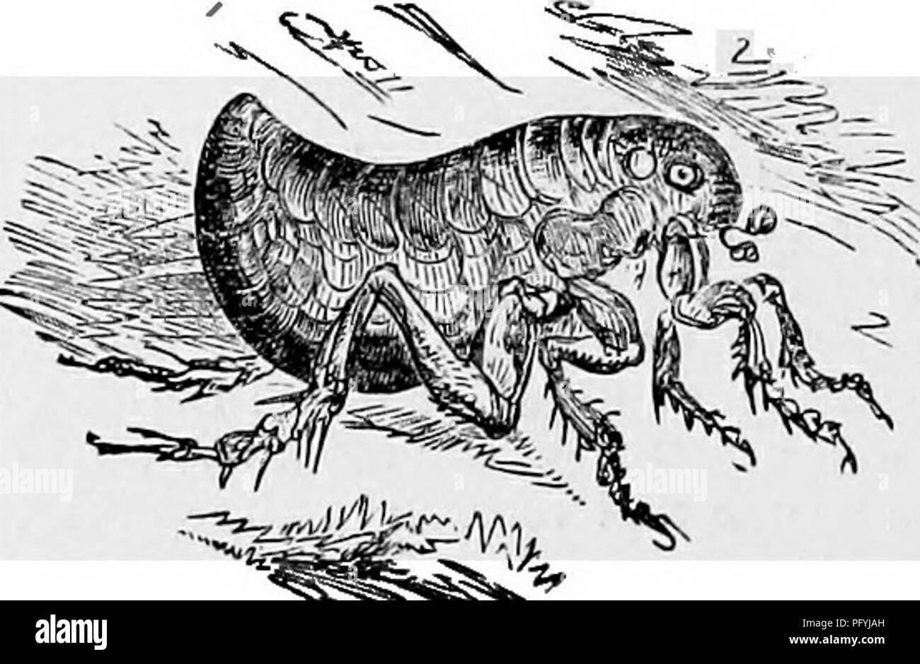 Raptorial legs Black and White Stock Photos & Images - Alamy