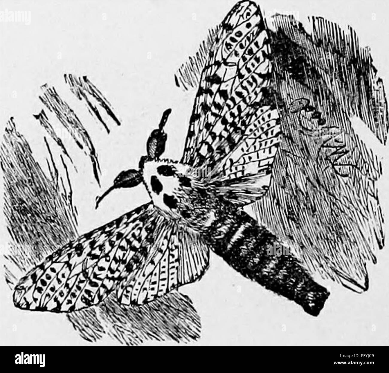 A detailed account of the Wood Leopard Moth's life cycle, behavior, and ...