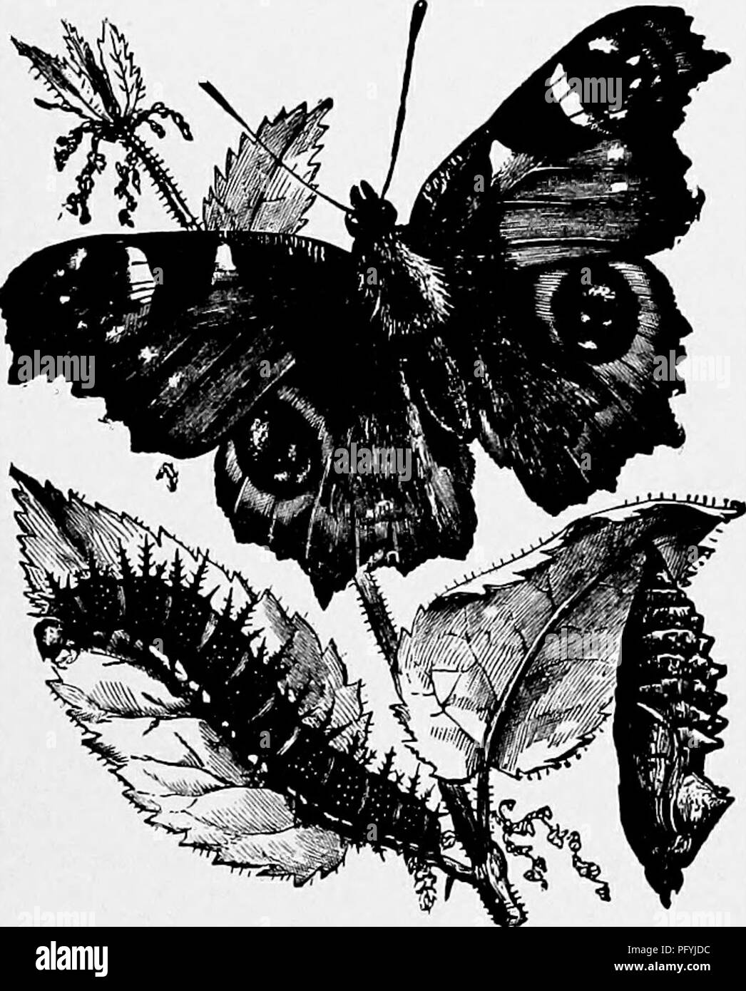 Moths heterocera Black and White Stock Photos & Images - Alamy