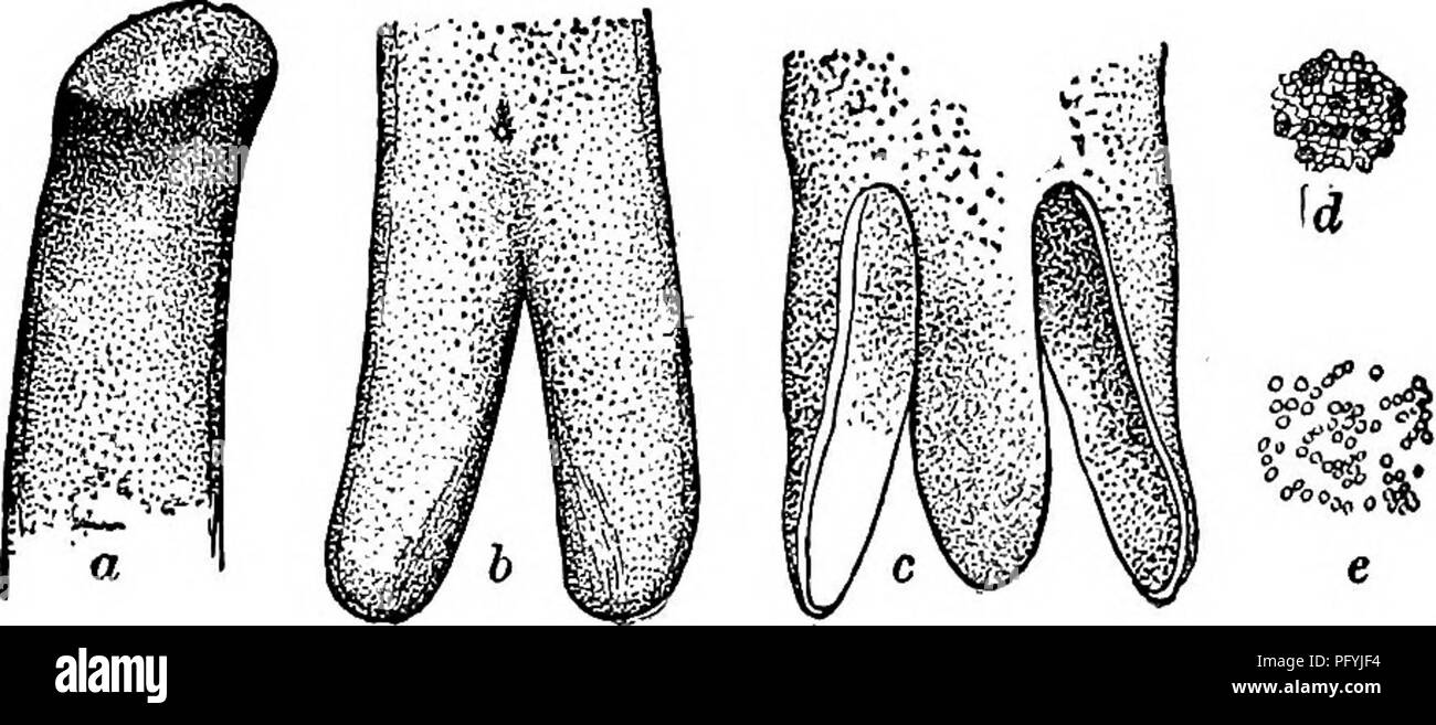 Trilobed body Black and White Stock Photos & Images - Alamy