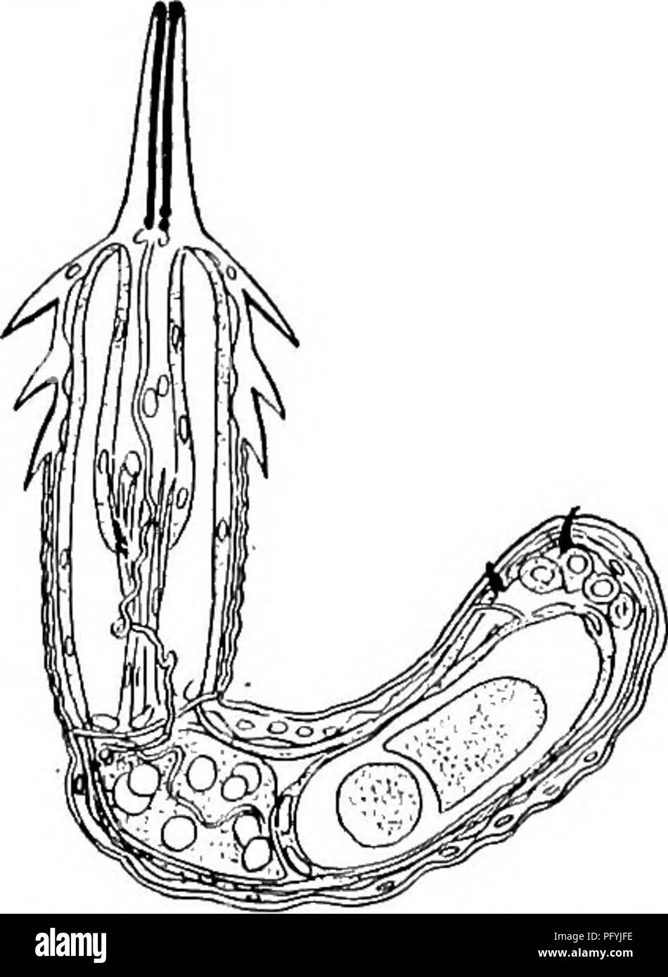 Aquatic Worm Drawing