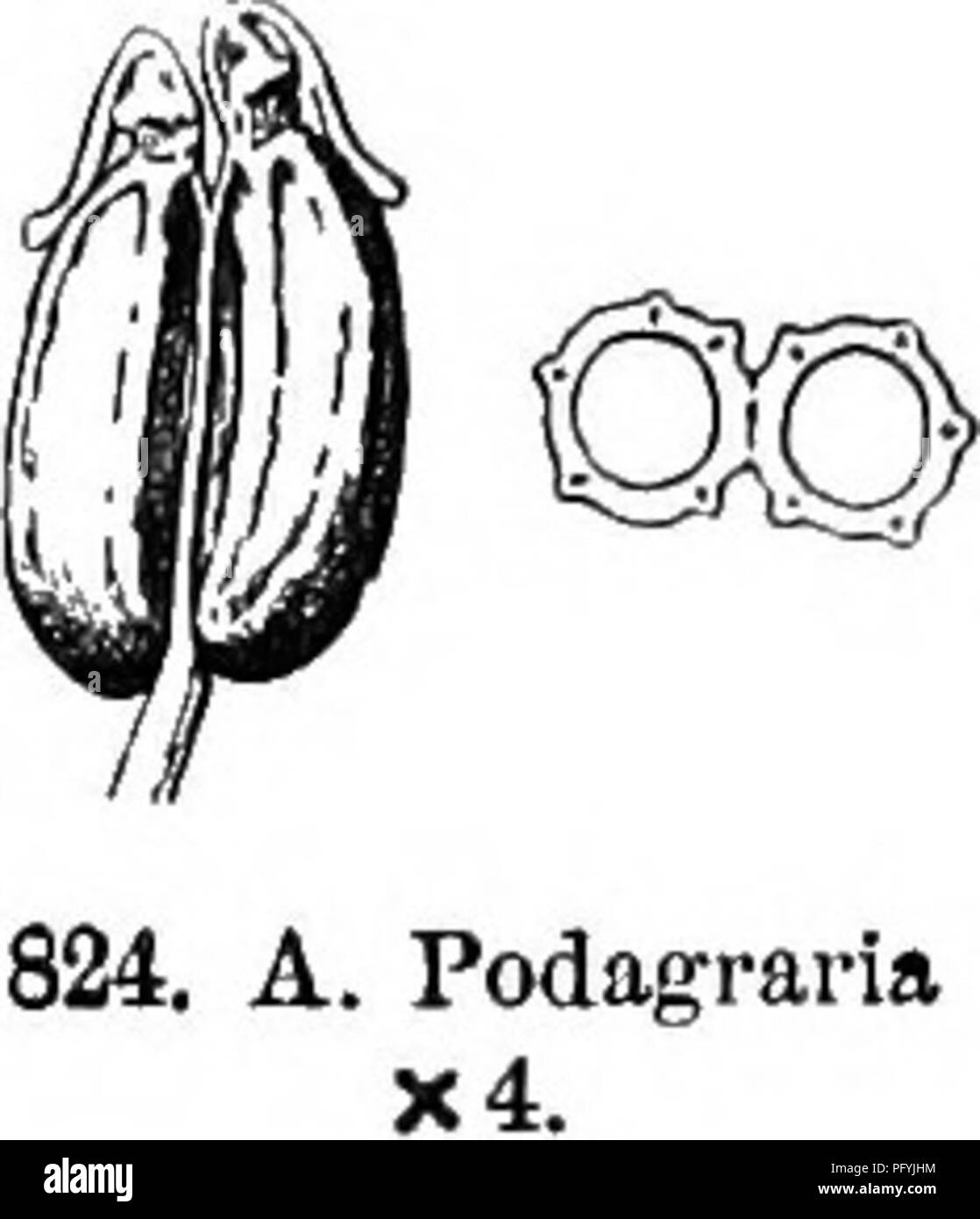 Conical root hi-res stock photography and images - Alamy