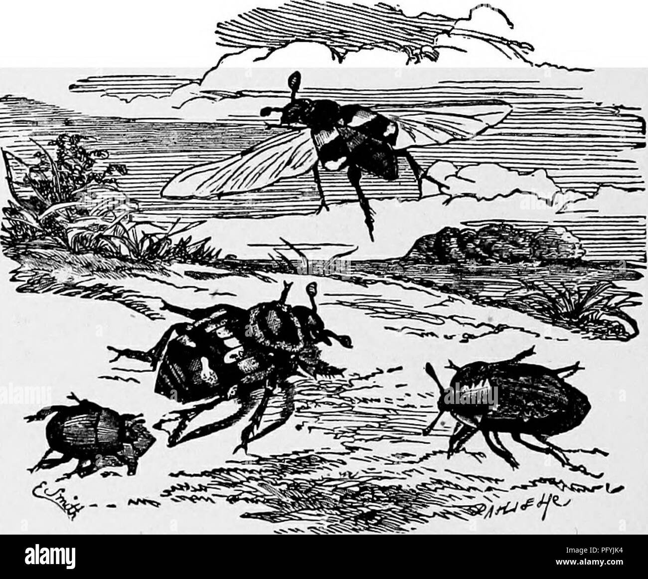 . The popular natural history . Zoology. â 523 B UR YING BEE TLES ...