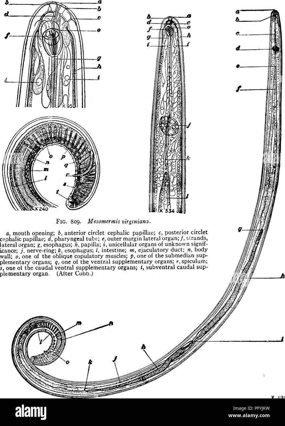 Testicles Black and White Stock Photos & Images - Alamy